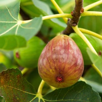 Figuier - Ficus carice - Jardiland