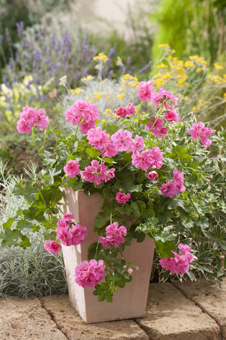 Géranium lierre à fleurs doubles - Jardiland