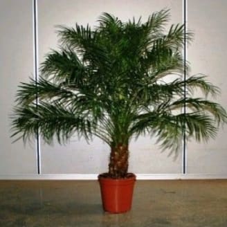 Palmier dattier des Canaries - Phoenix canariensis - Jardiland