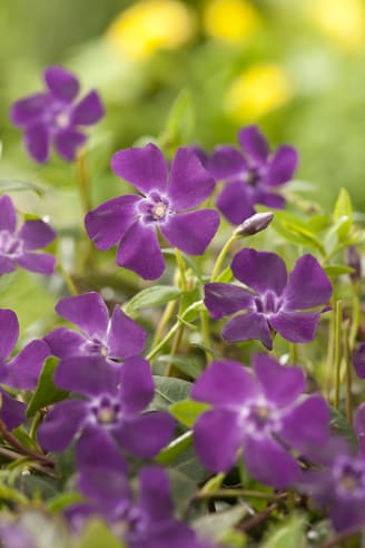 Pervenche - Vinca - Jardiland