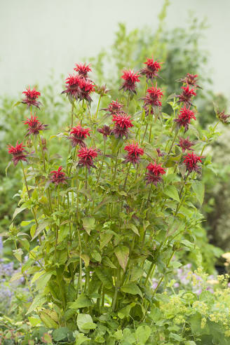 Monarde - Monarda - Jardiland