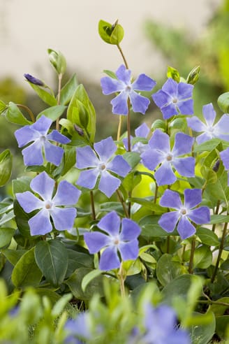 Pervenche - Vinca - Jardiland