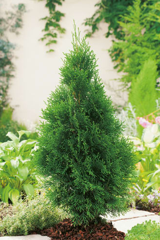 Thuya - thuja - Jardiland
