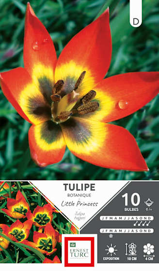 Bulbe de Tulipe botanique - Tulipa - Jardiland