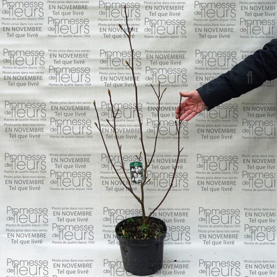 Magnolia soulangeana Alba Superba Pot de 3L/4L - Jardiland