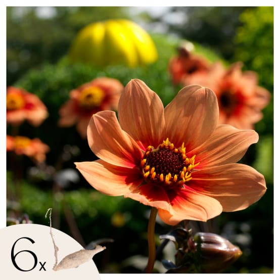 Dahlias - Set de 6 - Dahlia 'Happy Single' - Bulbes à fleurs - Orange ...