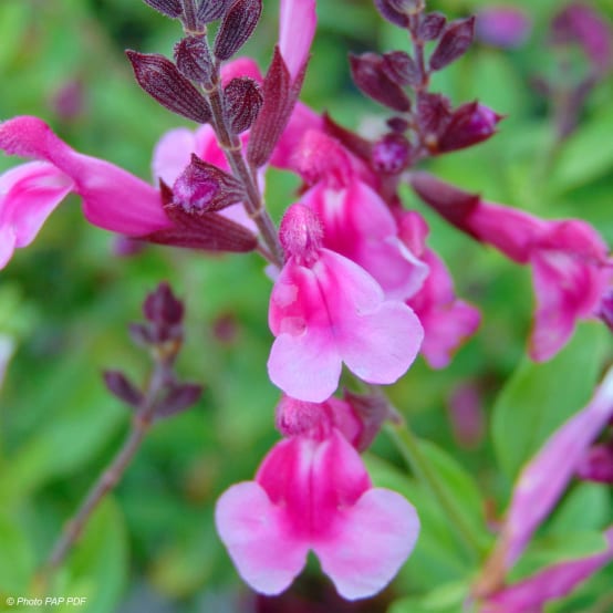 Sauge arbustive Icing Sugar - Salvia greggii Pot de 2L/3L - Jardiland