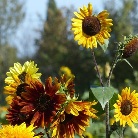 Graines de Tournesol Autumn Beauty Mix - Helianthus annuus - Graines ...
