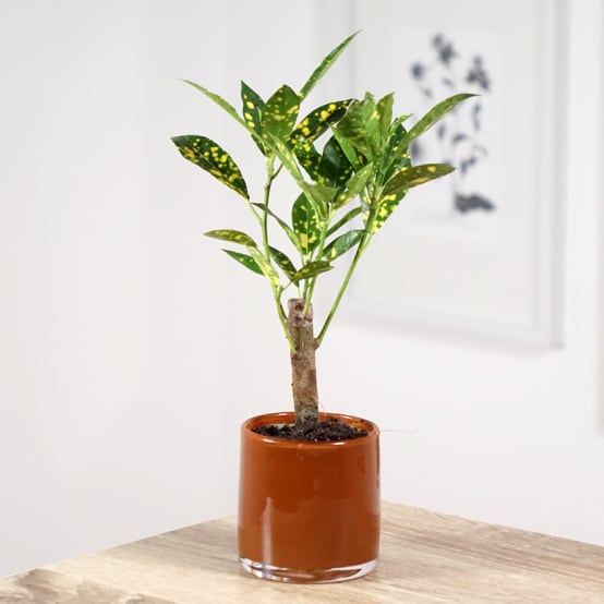 Croton Aucubaefolia - Codiaeum Mini-plante - Jardiland