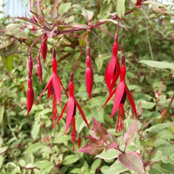 Fuchsia magellanica Tricolorii Pot de 2L/3L - Jardiland