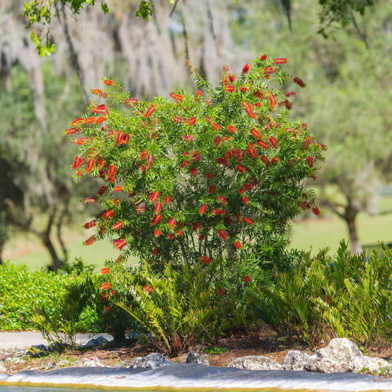 Callistemon Woodlander's Hardy - Rince-bouteille Pot de 3L/4L - Jardiland