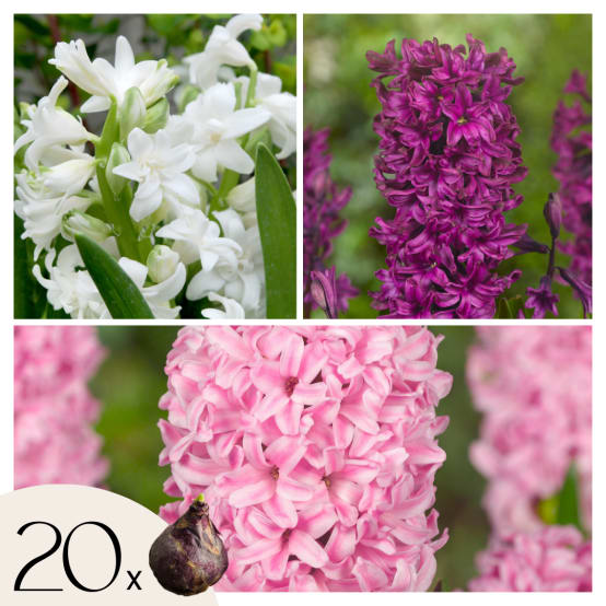 Jacinthe - Set de 20 - Hyacinthus - Bulbes à fleurs - Jardiland