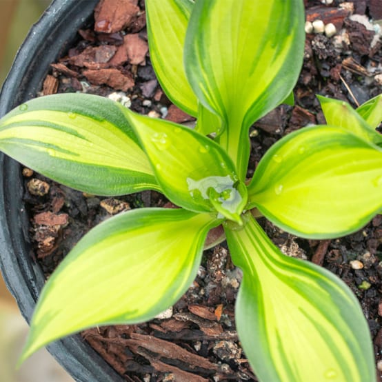 Hosta Ayesha - Pot de 1,5L/2L - Jardiland
