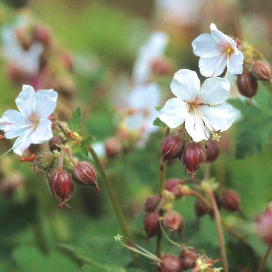 Géranium vivace Spessart à fleurs Blanche - feuillage Persistant ...