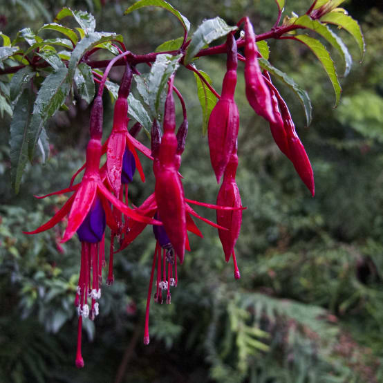 Fuchsia magellanica Riccartonii - Fuchsia de Magellan Pot de 2L/3L - Jardiland