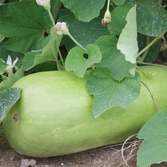 Courge Massue Longue ou courgette grimpante Bio - Ferme de Sainte ...