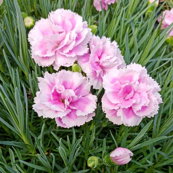 Dianthus plumarius Scent First Iced Gem - Oeillet mignardise Godet de 7 ...