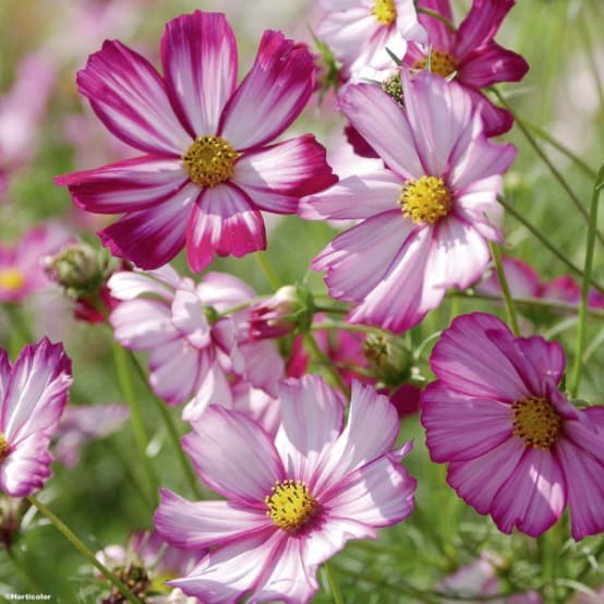 Graines de Cosmos Sensation Picotee - Cosmos bipinnatus le sachet de ...
