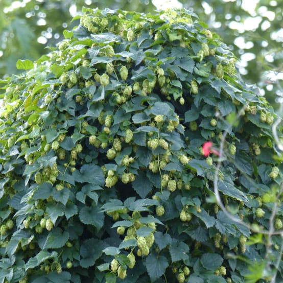 Houblon - Humulus lupulus Pot de 1,5L/2L - Jardiland
