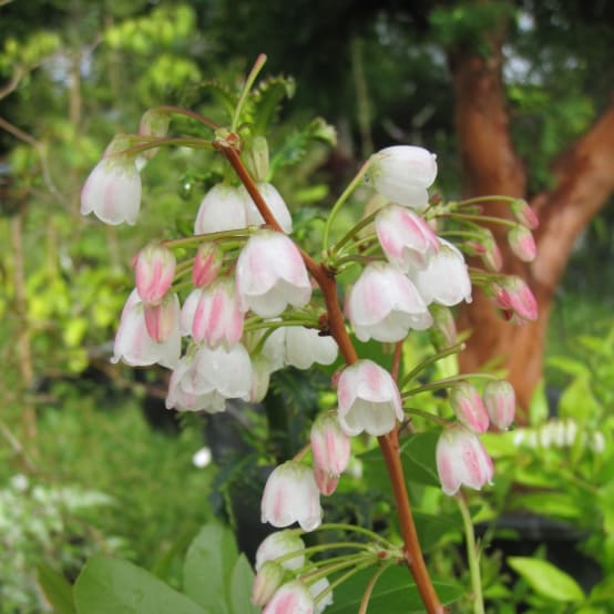 Zenobia pulverulenta Raspberry Ripple - Muguet en arbre Pot de 2L/3L ...