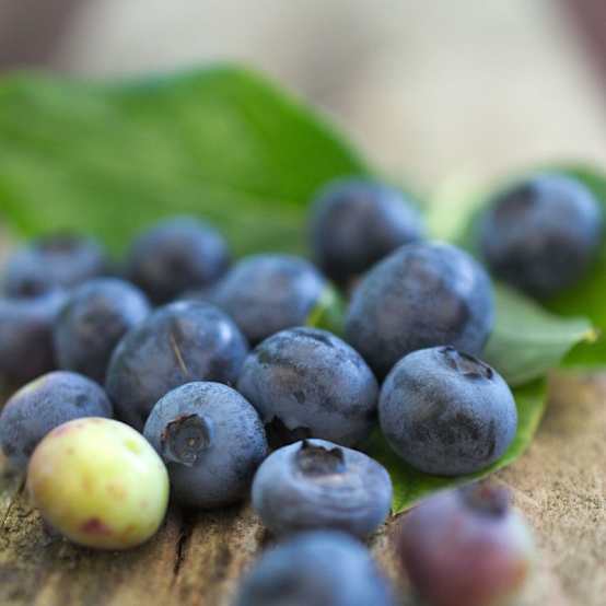 Myrtille Blue Jay, Myrtillier - Bon rendement - Pot de 5L - 40/80 cm ...