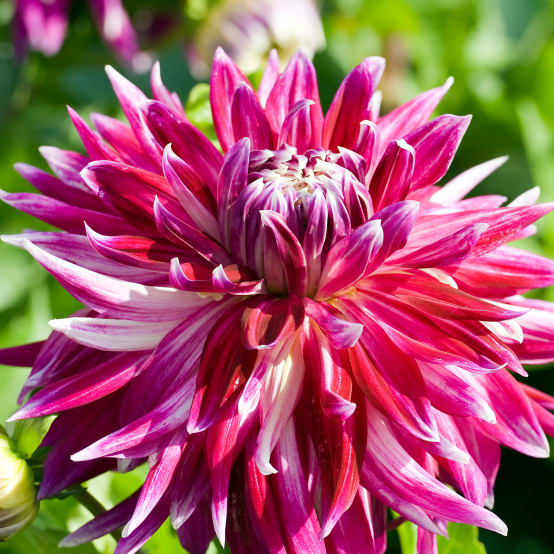 Dahlias - Set de 3 - Dahlia 'Vancouver' - Bulbes à fleurs - Rose ...