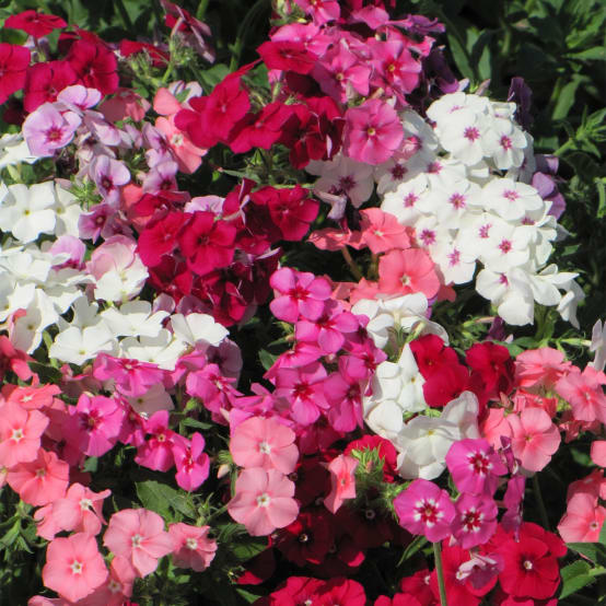Graines de Phlox drummondii Dwarf Beauty Mix - Phlox de Drummond ...