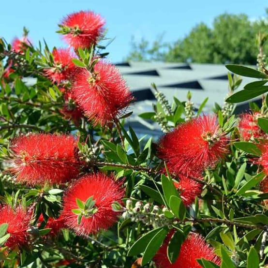 callistemon viminalis inferno
