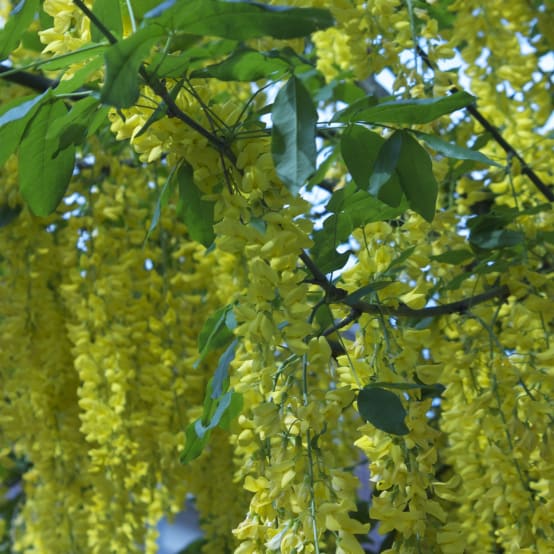Laburnum anagyroides - Cytise à grappe Pot de 7,5L/10L - Jardiland