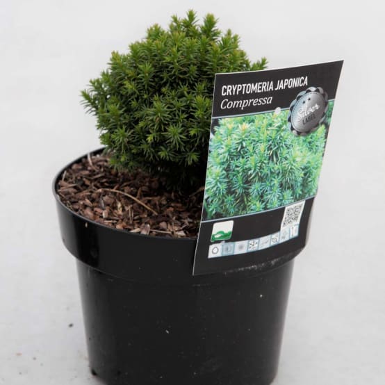 Cryptomeria japonica Compressa Pot de 2L/3L - Jardiland
