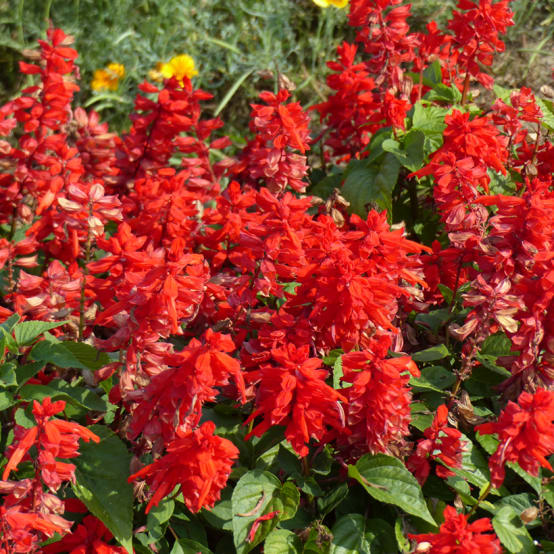 Graines de Salvia splendens Blaze Of Fire - Sauge éclatante Graines ...
