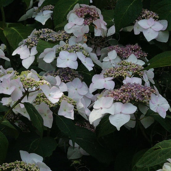hydrangea veitchii