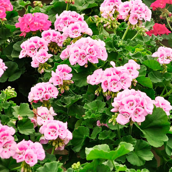 Géranium - Set de 3 - Pelargonium 'Pink Capitatum' - Hauteur 15-25cm - ⌀10cm - Jardiland