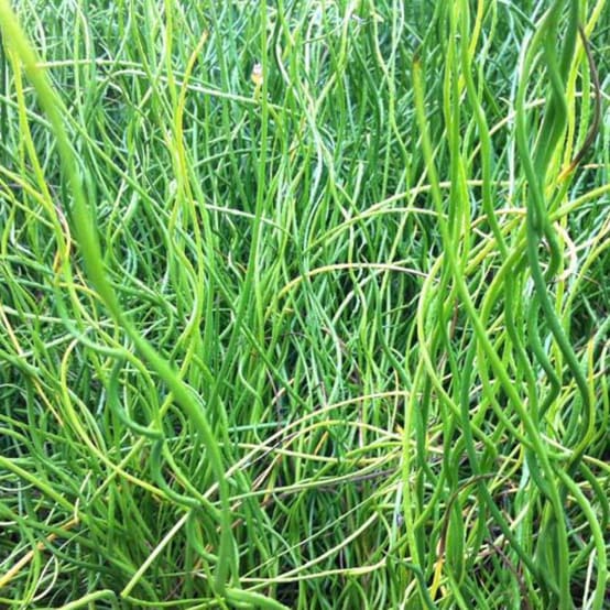 Juncus effusus Spiralis - Jonc spiralé en pot de 2/3 litres - Jardiland