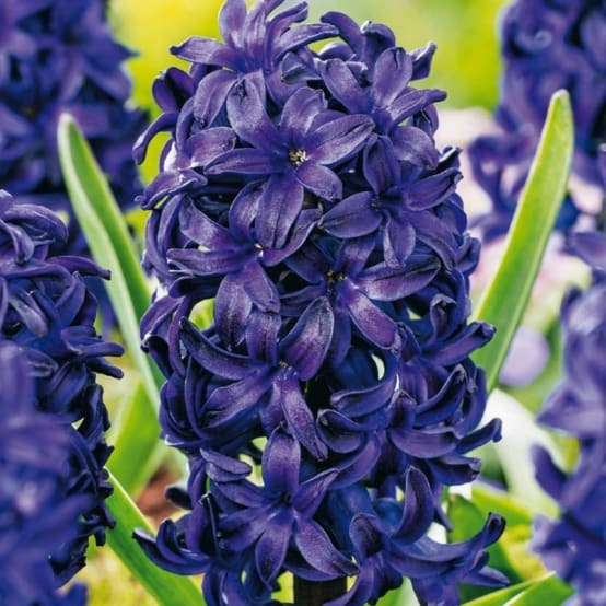 Jacinthe - Set de 25 - Hyacinthus 'Blue Trophy' - Bulbes à fleurs ...