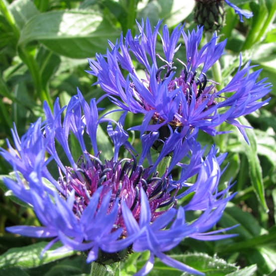 Graines de bleuet des montagnes - Centaurea montana le sachet de 60 ...