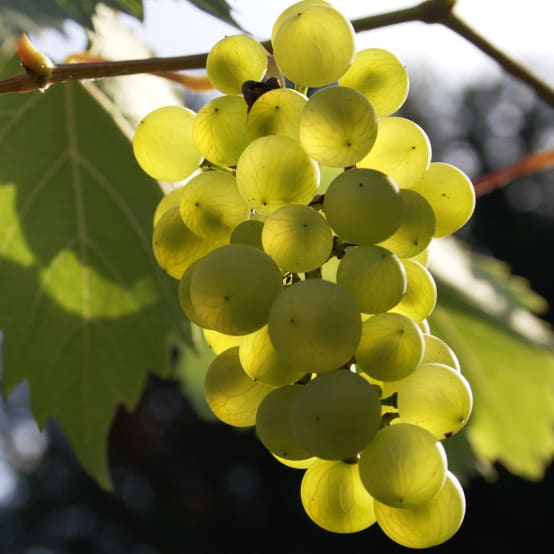 Vigne - Vitis Phoenix - Pot de 2L/3L - Jardiland