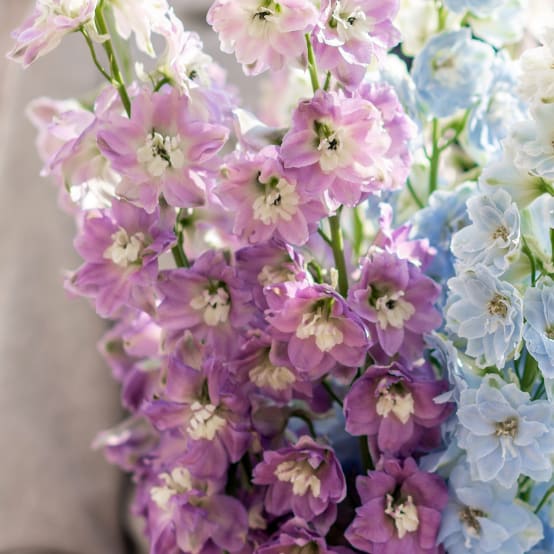 Delphinium Deep Rose-White Bee - Delphinium vivace Godet de 8/9 cm - Jardiland