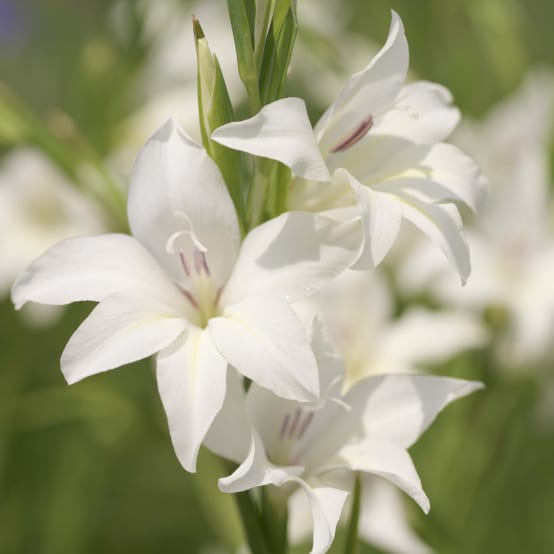 Glaïeul ou Gladiolus colvillei The Bride Bulbe (par 15) - Jardiland
