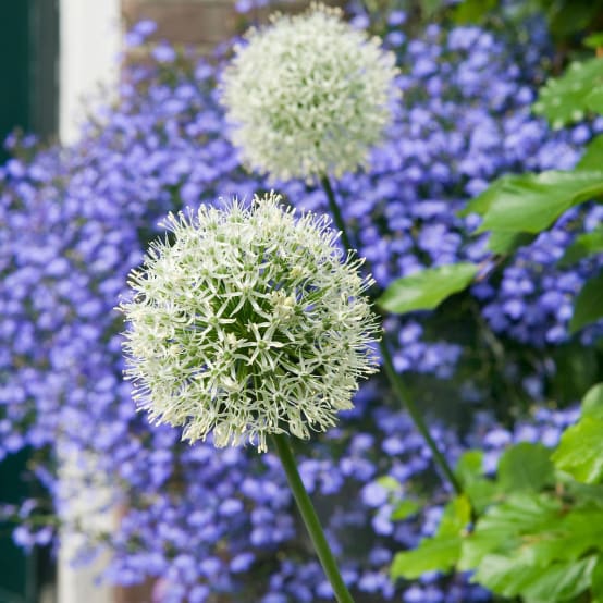 Ail - Set de 6 - Allium 'Mount Everest' - Bulbes à fleurs - Blanc ...