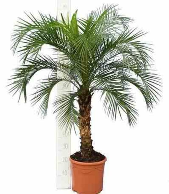 Phoenix roebelenii (Dattier du Laos, palmier dattier nain) SPÉCIMEN ...