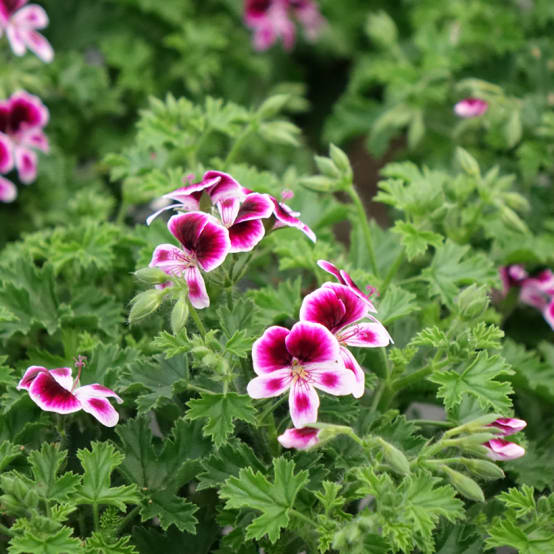 Pelargonium Mosquitaway Eva - godet de 8/9cm - Jardiland