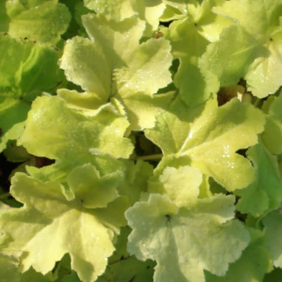 Heuchera citronelle pot de 1.5L/2L - Jardiland