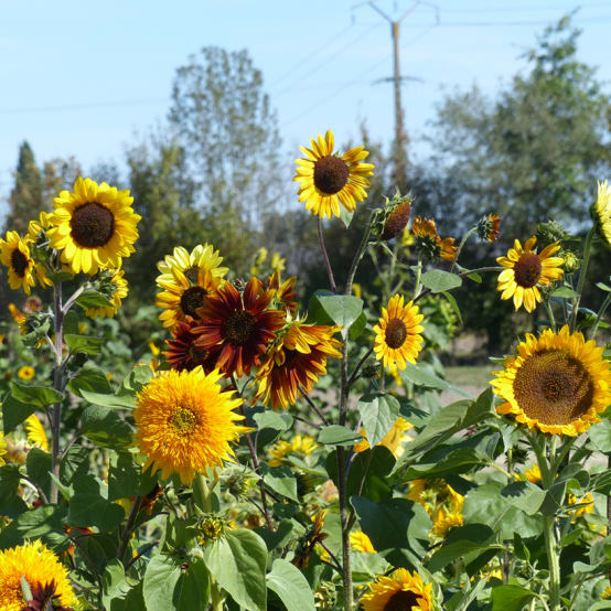 Graines de Tournesol Inca Empire Mix - Helianthus annuus le sachet de ...
