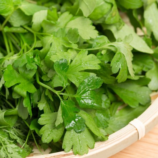 Persil Géant d'Italie en plants Mini-motte 4 cm (par 5) - Jardiland