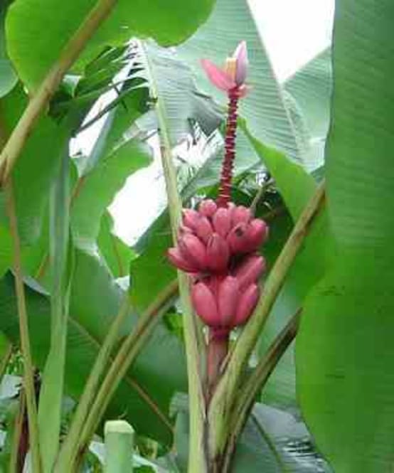 Bananier Musa velutina Couleur floraison:Rose - Taille:Pot de 2 litres ...