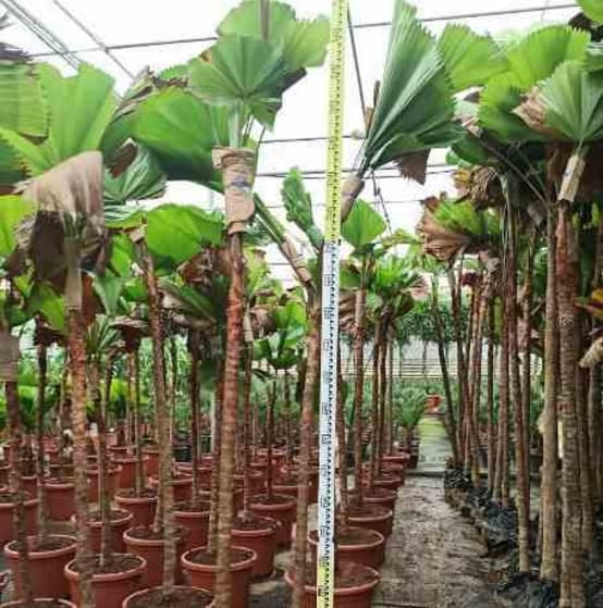 Licuala grandis (Palmier cuillère) SPÉCIMEN Taille:Pot de 65L - 225 ...