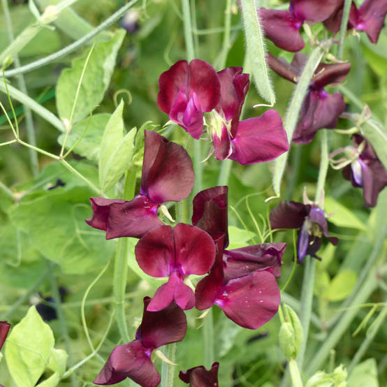 Graines de Pois de senteur Spring Sunshine Burgundy - Lathyrus odoratus ...