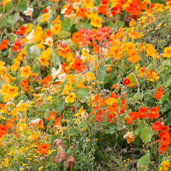 Graines de Capucine grimpante à fleurs simples BIO - Tropaeolum majus ...