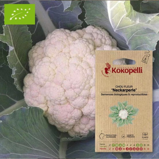 Chou Fleur Neckarperle- Graines bio à semer - Jardiland